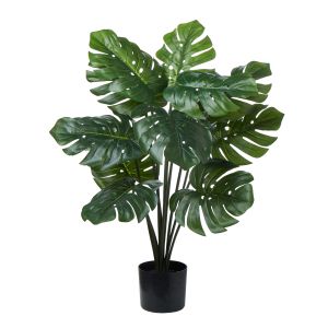 Potted Plants - Rogue