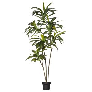 Potted Plants - Rogue